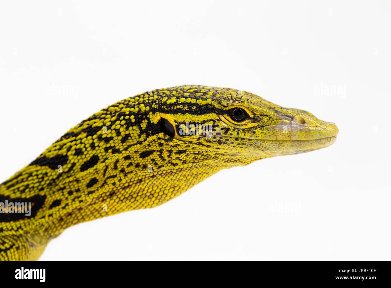 Yellow tree monitor or Reisinger's tree monitor Varanus reisingeri ...