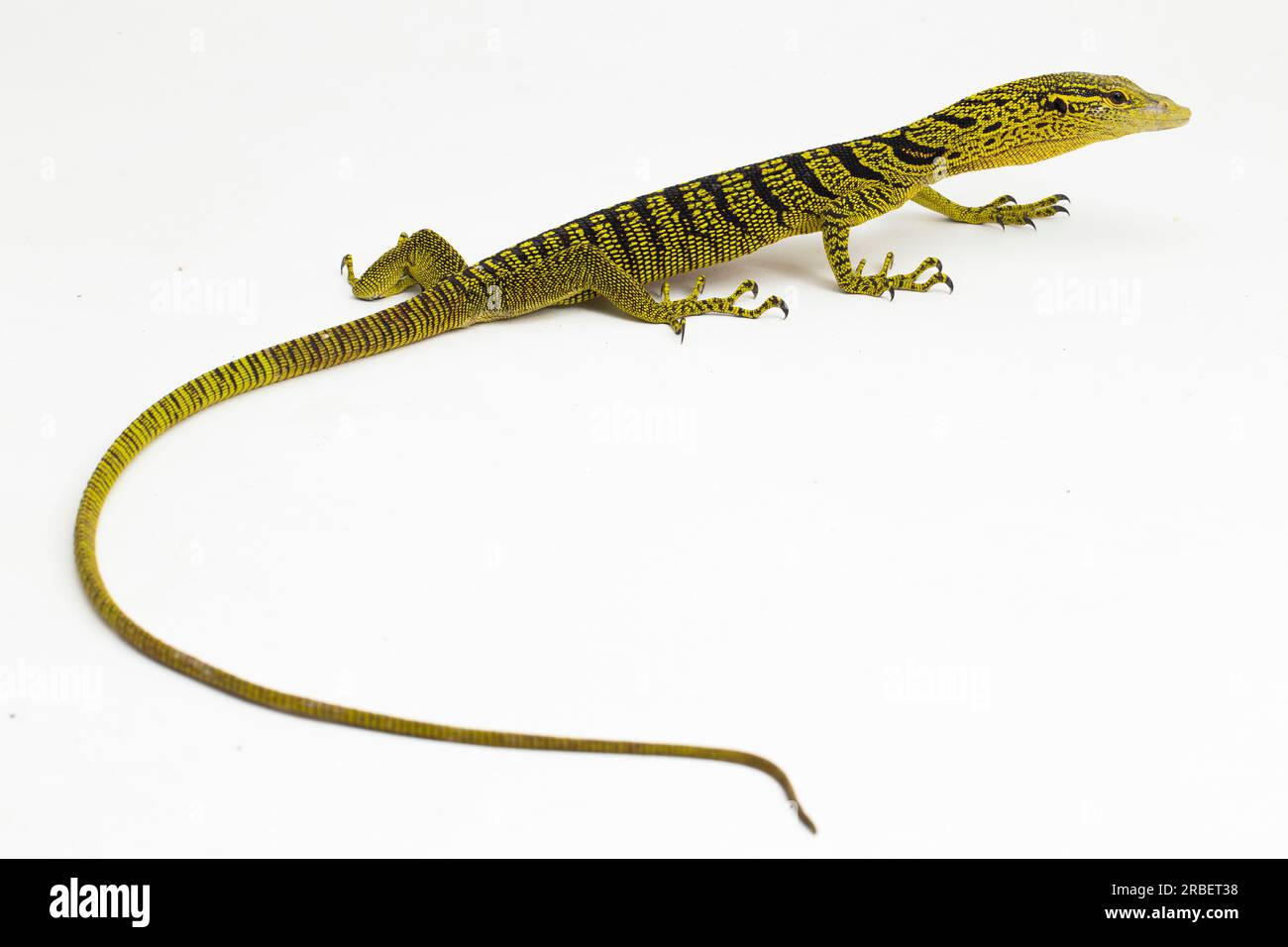 Yellow tree monitor or Reisinger's tree monitor Varanus reisingeri ...