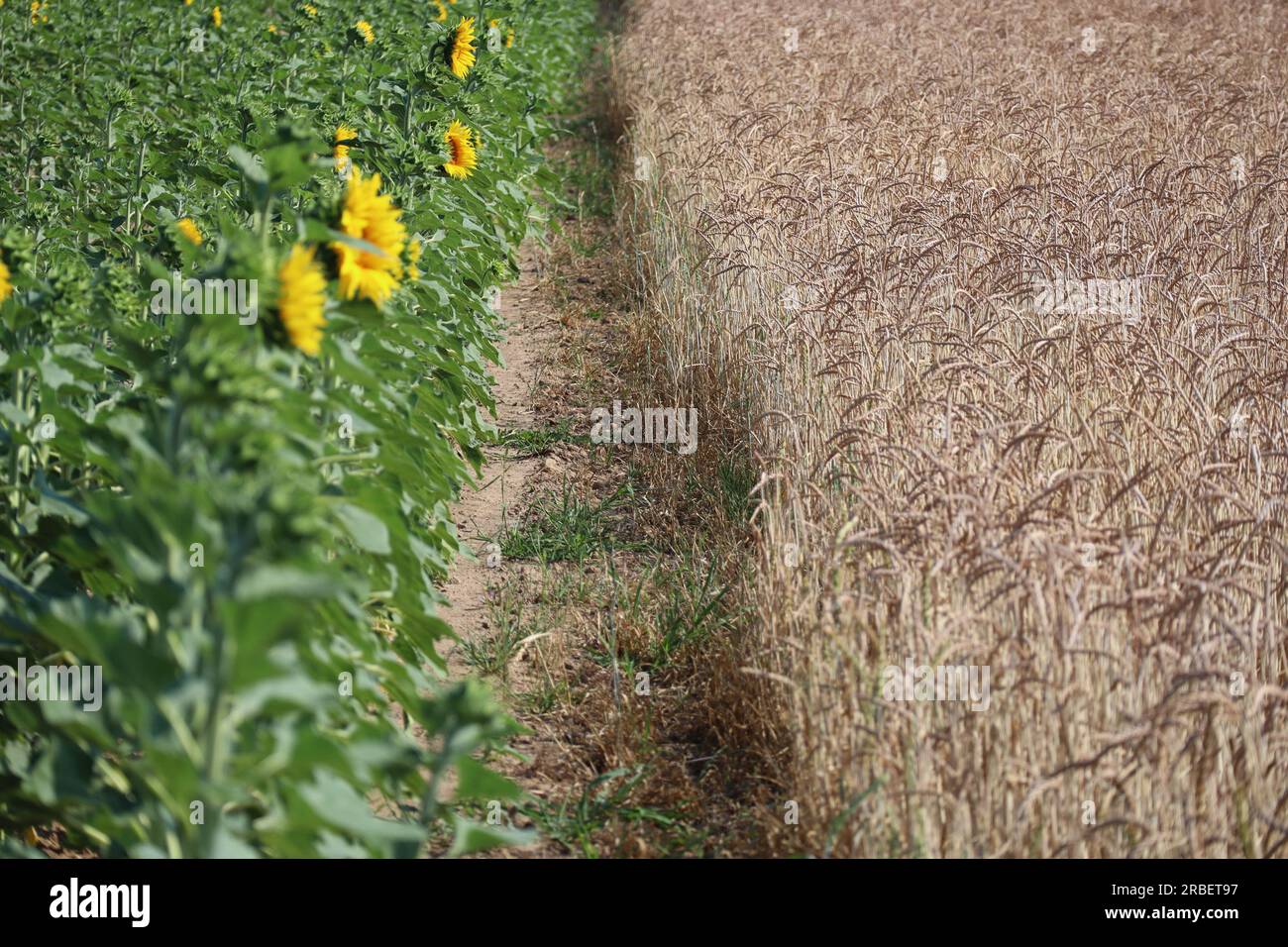 remaining wild Strip between two Fields Stock Photo - Alamy