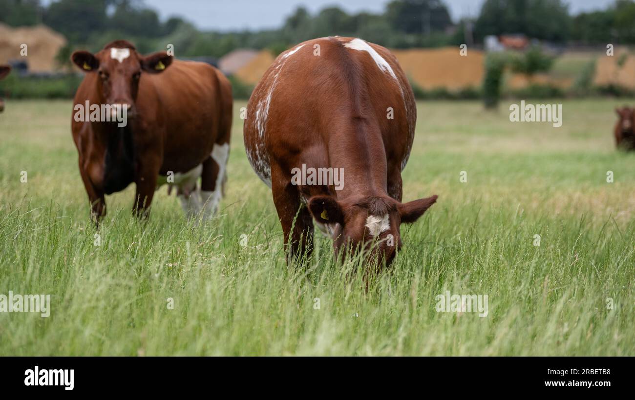 Herd of Beef Shorthorn cows and calves grazing on lowland pasture ...