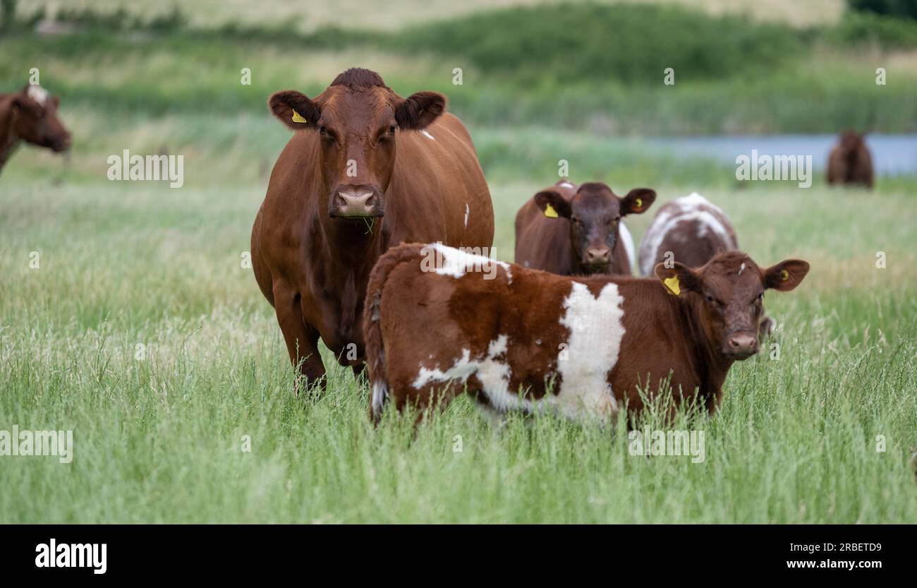 Herd of Beef Shorthorn cows and calves grazing on lowland pasture ...
