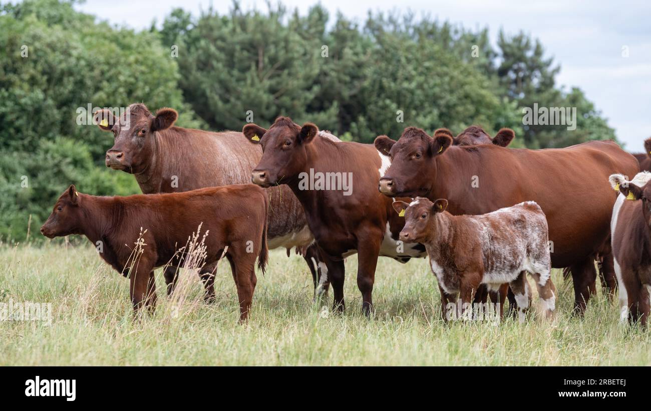 Herd of Beef Shorthorn cows and calves grazing on lowland pasture ...