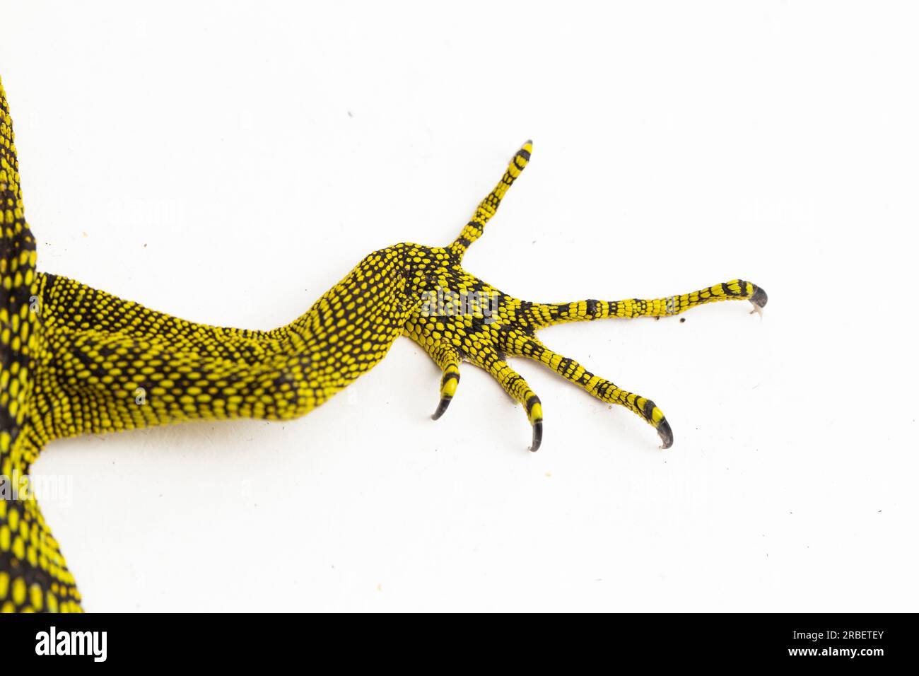 Yellow tree monitor or Reisinger's tree monitor Varanus reisingeri ...