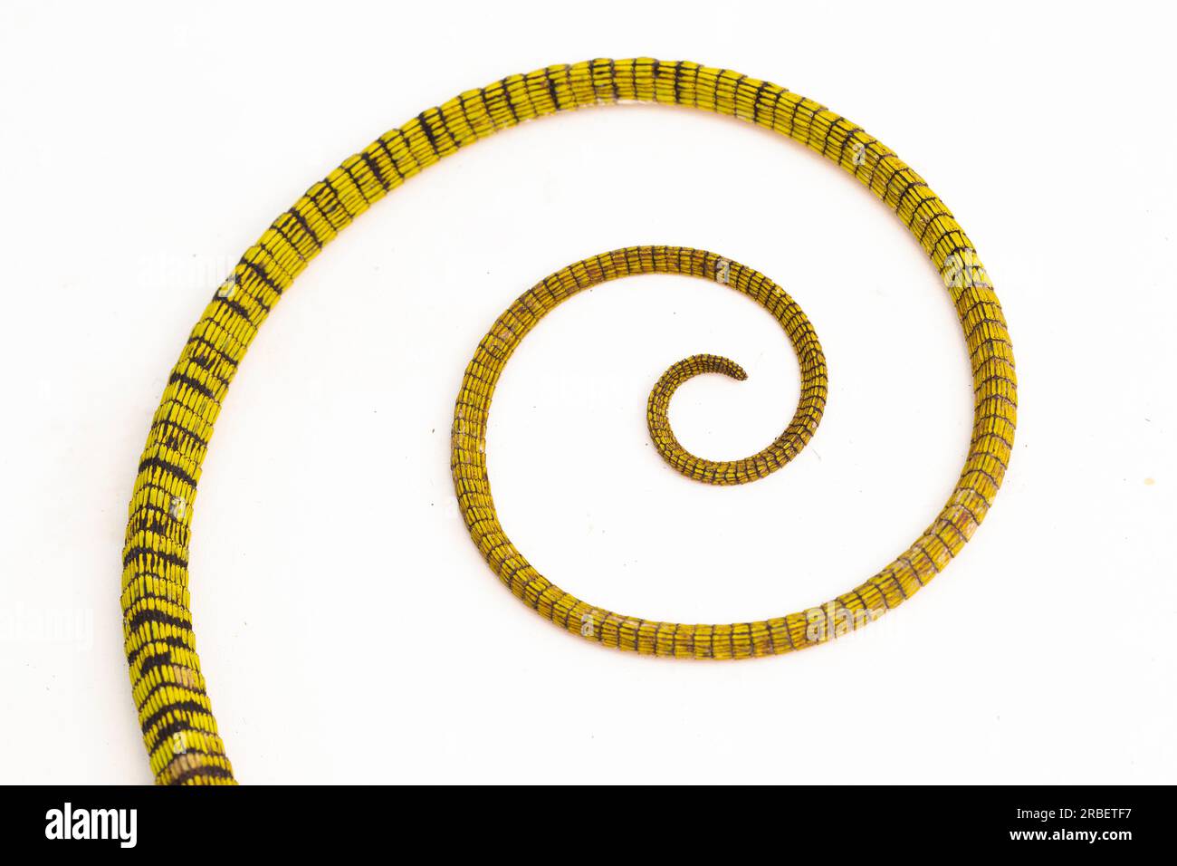 Yellow tree monitor or Reisinger's tree monitor Varanus reisingeri ...