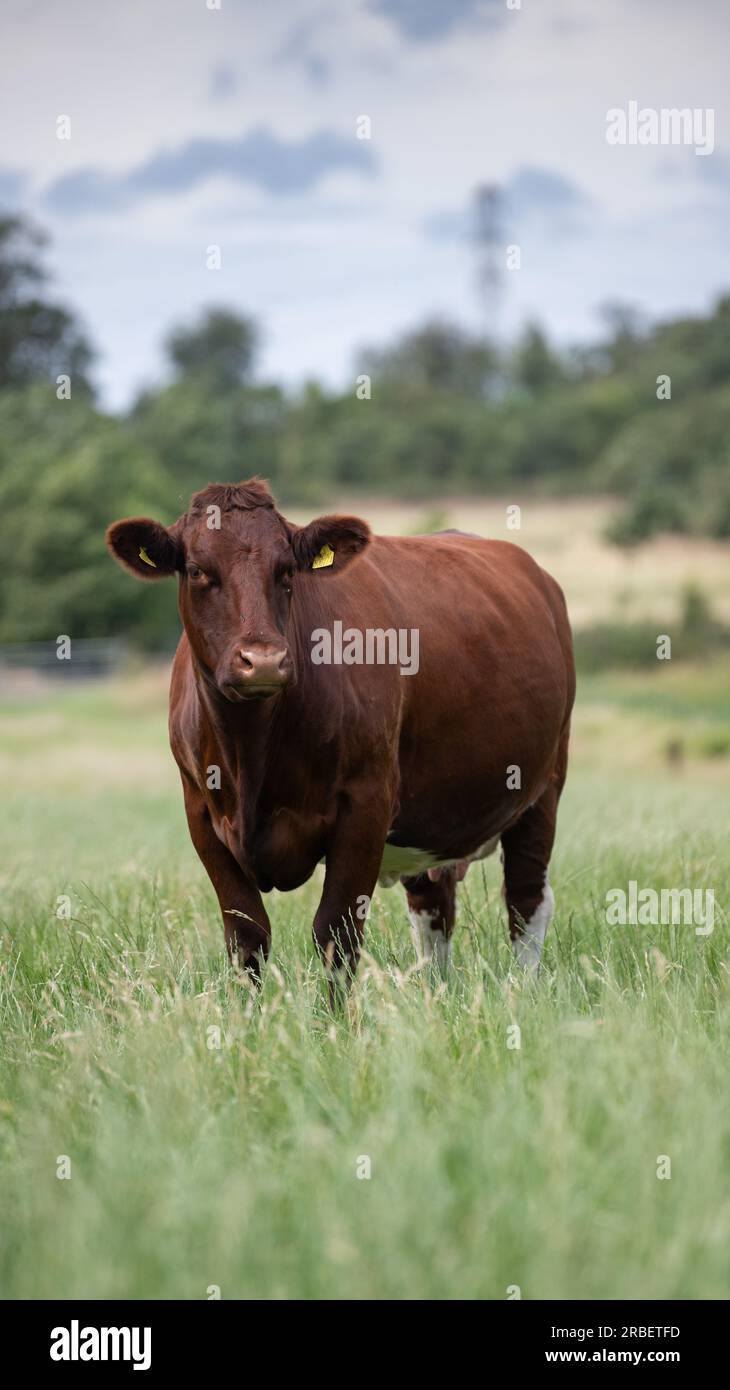Herd of Beef Shorthorn cows and calves grazing on lowland pasture ...