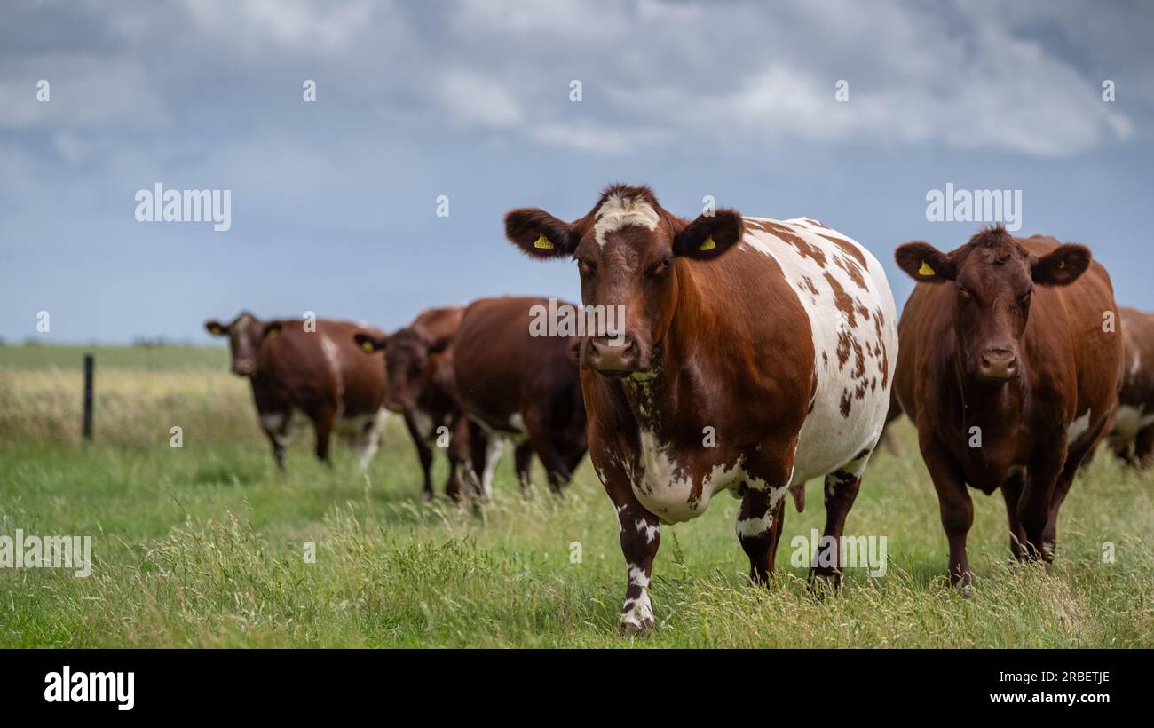 Herd of Beef Shorthorn cows and calves grazing on lowland pasture ...