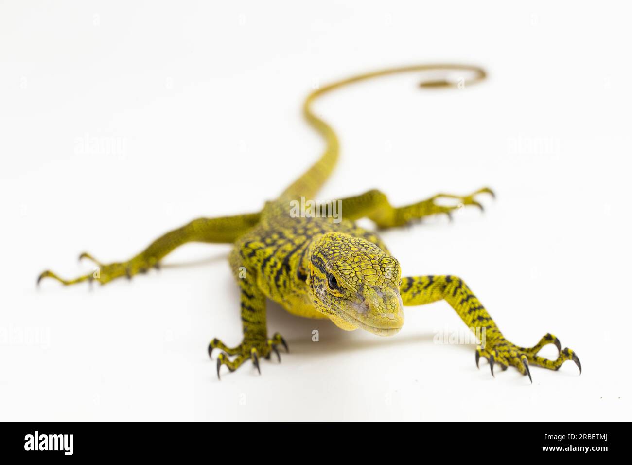 Yellow tree monitor or Reisinger's tree monitor Varanus reisingeri ...