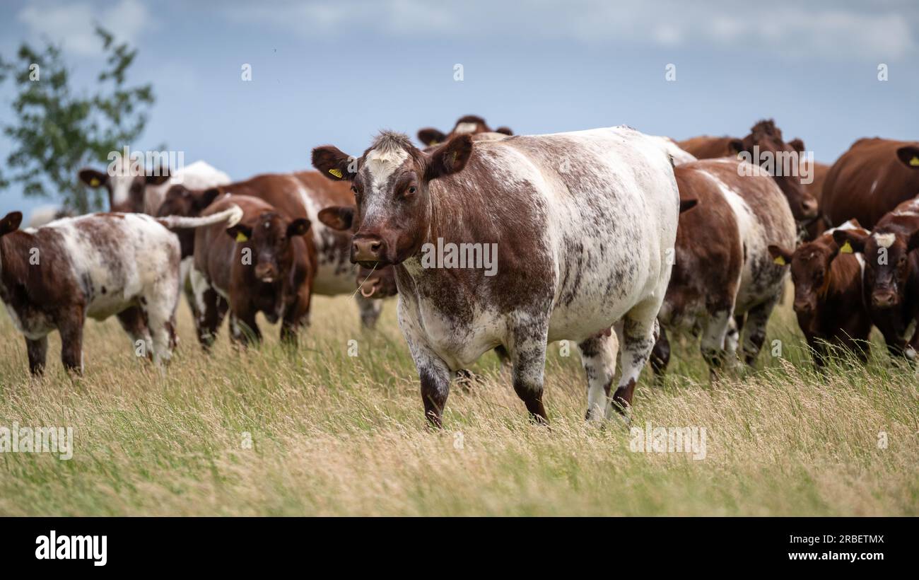 Herd of Beef Shorthorn cows and calves grazing on lowland pasture ...