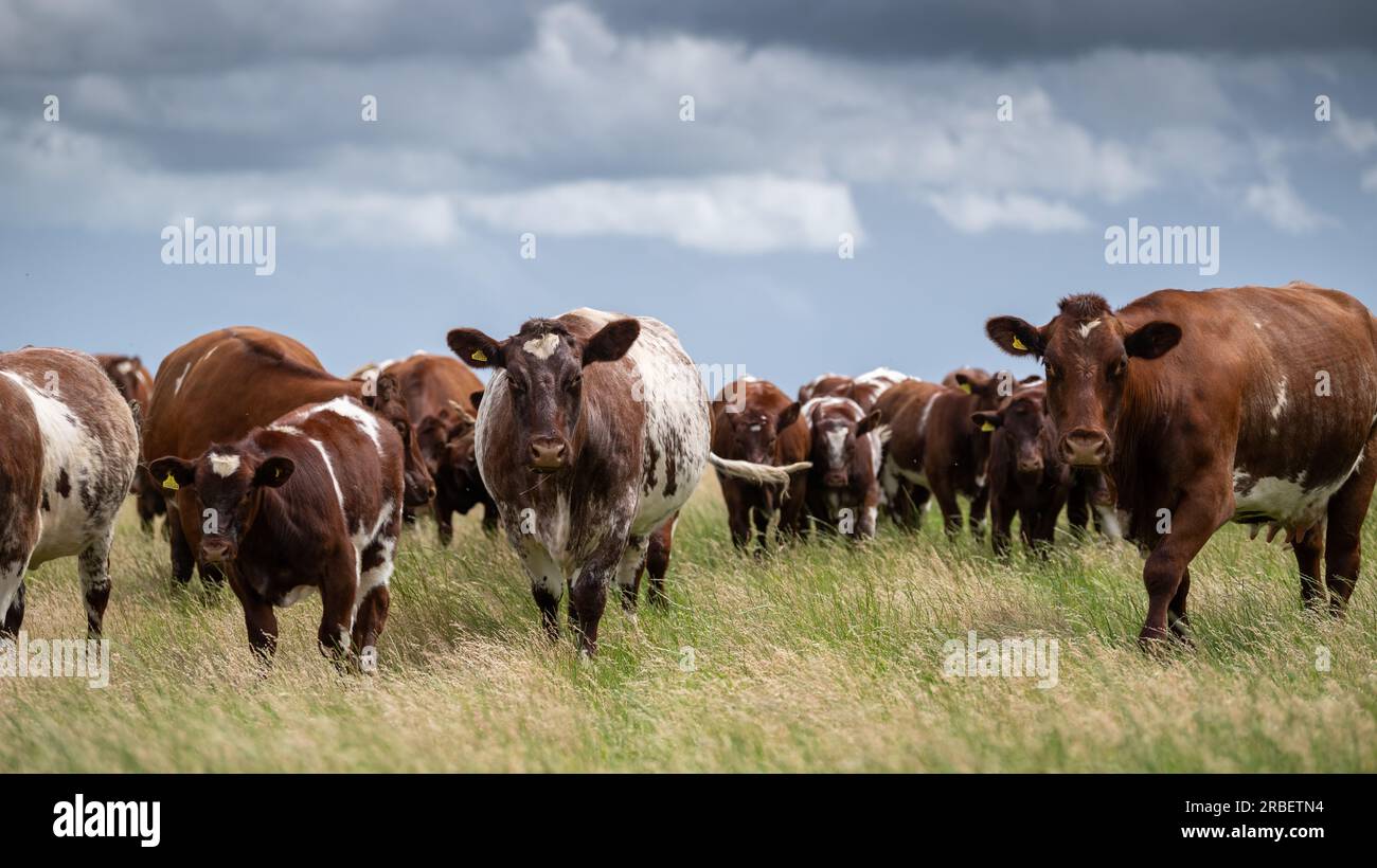 Herd of Beef Shorthorn cows and calves grazing on lowland pasture ...