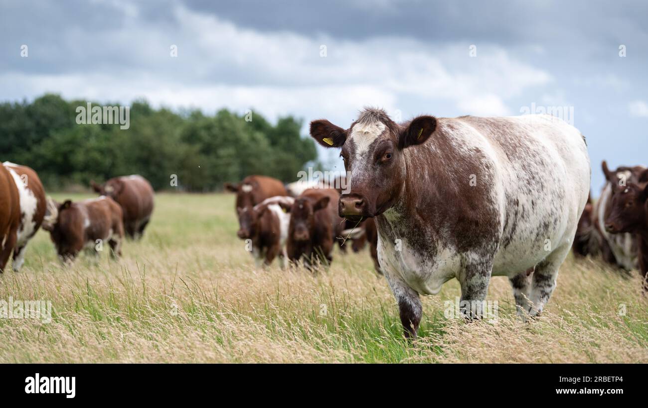 Herd of Beef Shorthorn cows and calves grazing on lowland pasture ...