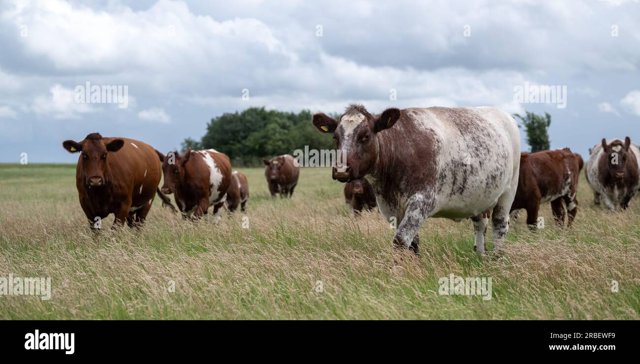 Herd of Beef Shorthorn cows and calves grazing on lowland pasture ...