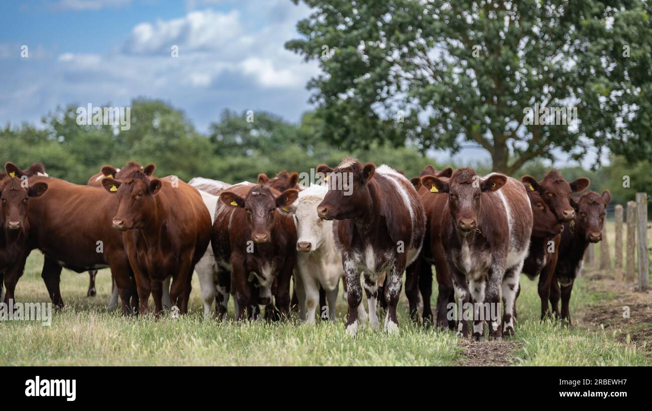 Pedigree Beef Shorthorn incalf heifers grazing on lowland pasture ...