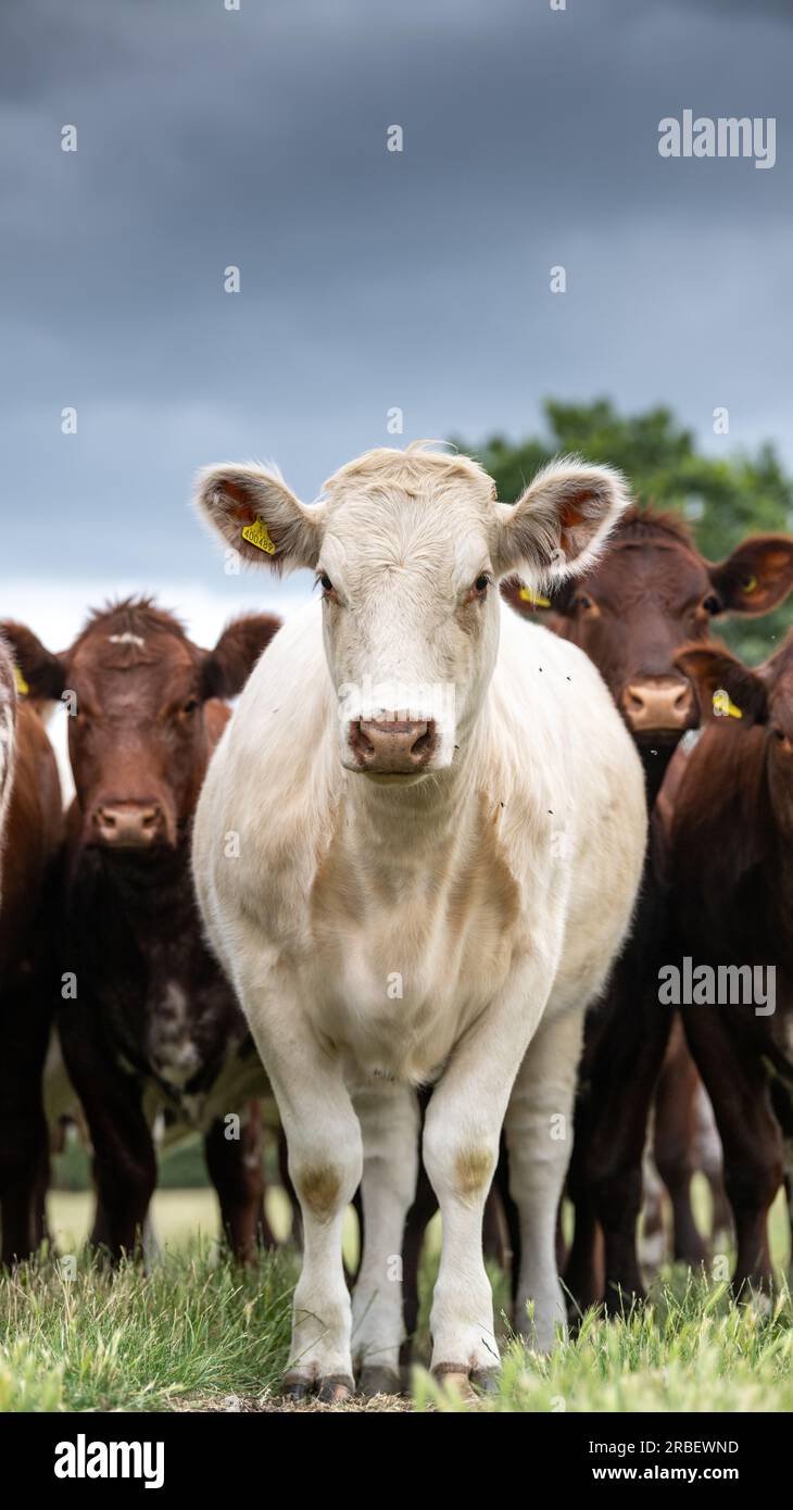 Pedigree Beef Shorthorn incalf heifers grazing on lowland pasture ...