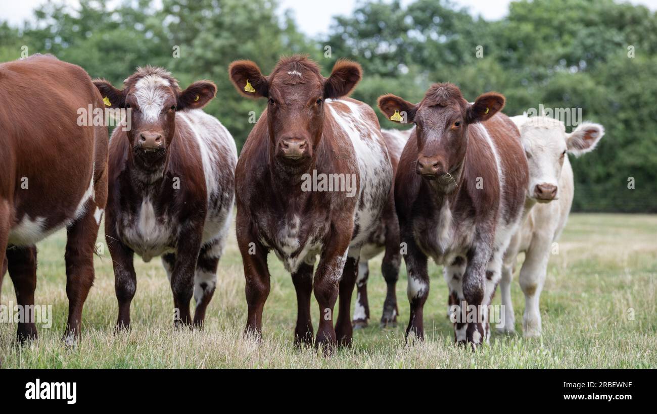 Pedigree Beef Shorthorn incalf heifers grazing on lowland pasture ...