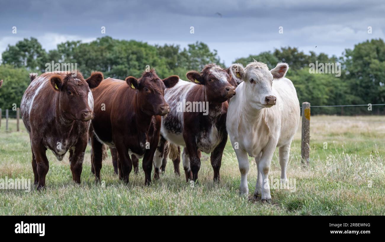 Beef shorthorn uk hi-res stock photography and images - Alamy