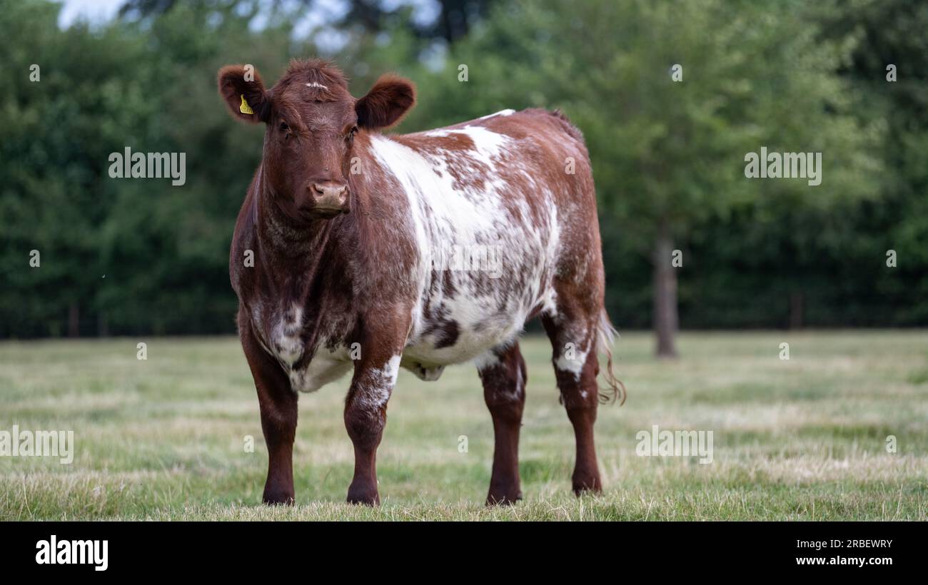 Pedigree Beef Shorthorn incalf heifers grazing on lowland pasture ...
