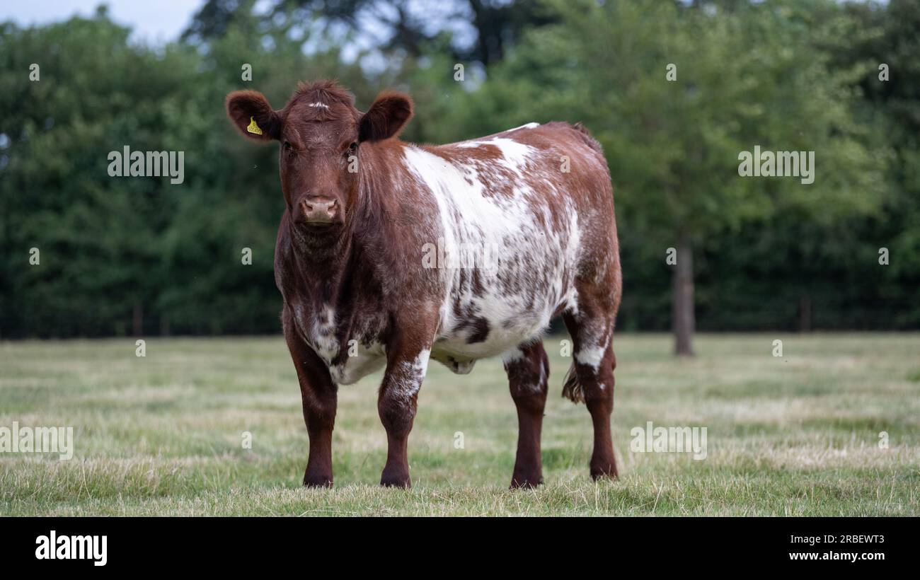 Pedigree Beef Shorthorn incalf heifers grazing on lowland pasture ...