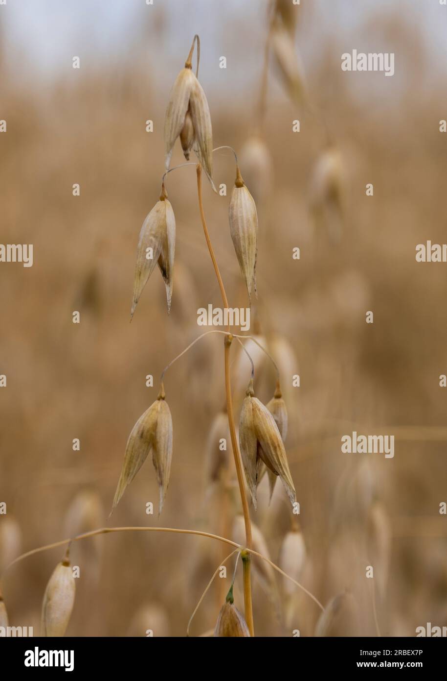The delicate seeds ready for harvest on Oat Cereal crop, Worcestershire ...
