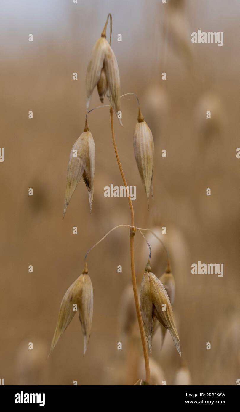 The delicate seeds ready for harvest on Oat Cereal crop, Worcestershire ...