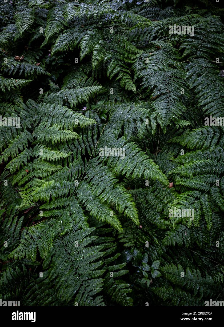 Lush green Common Fern deep in woodland in Worcestershire, ENgland. The ...