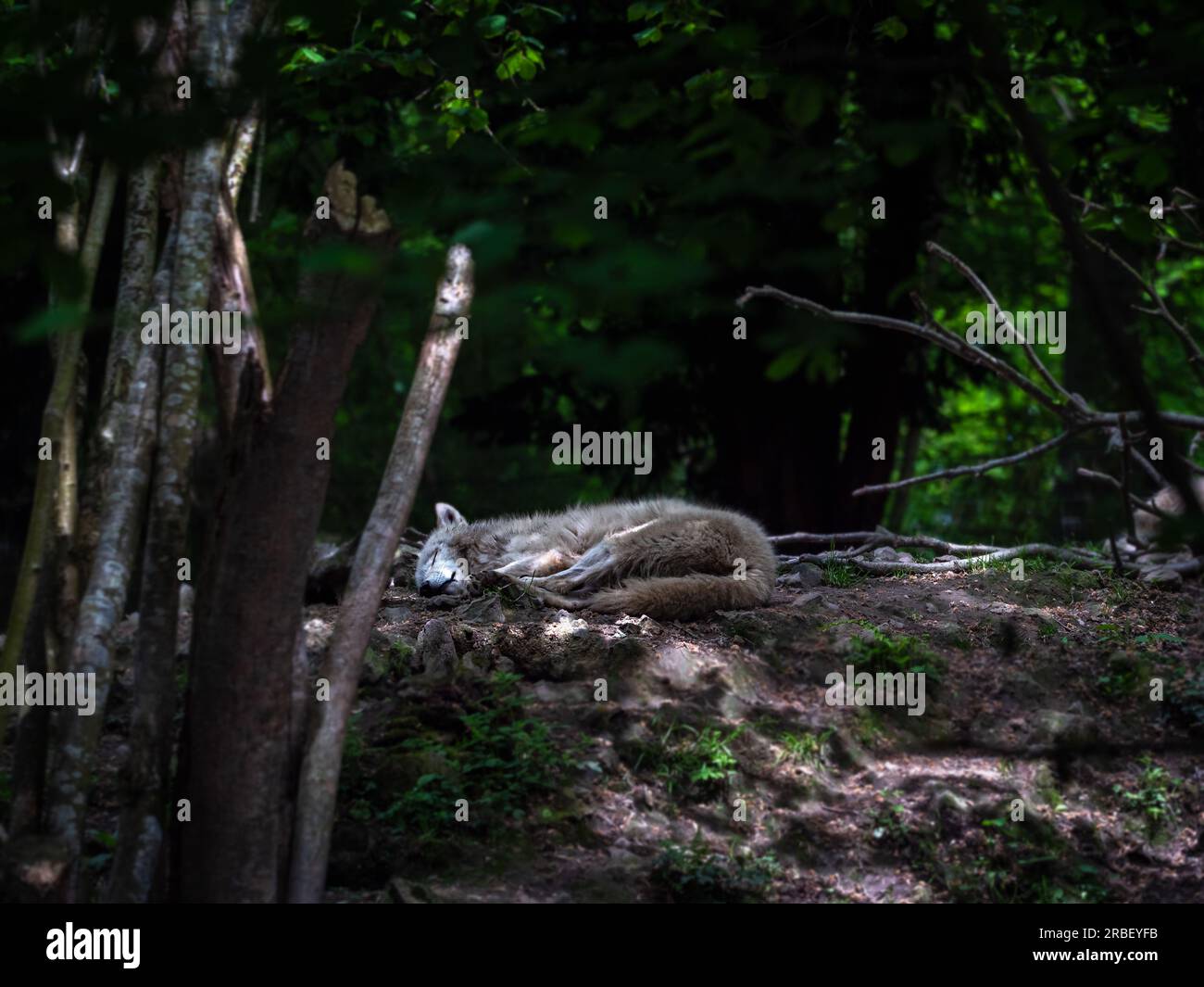 arctic white wolf sleeping in the forest, natural forest background ...