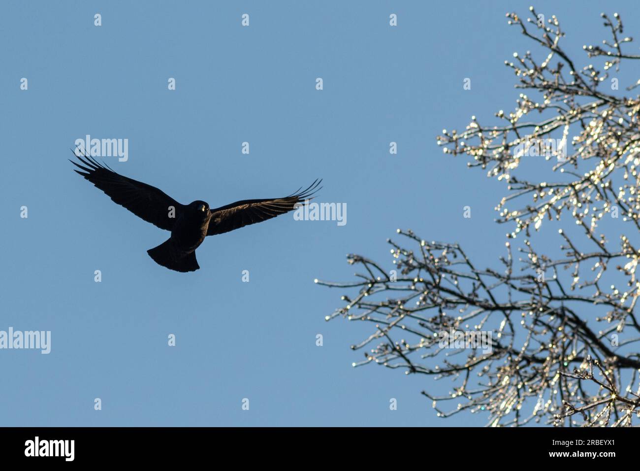 A crow flies towards ice-covered tree branches after a winter storm in ...