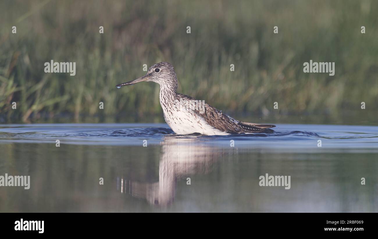 Common greenshank (Tringa nebularia) in shallow water Stock Photo - Alamy