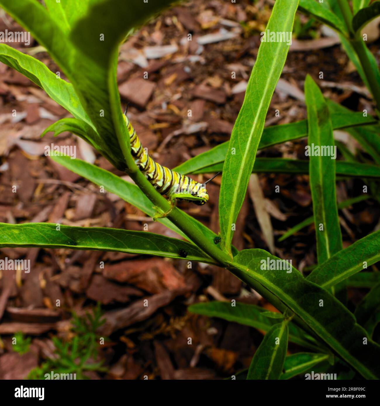Monarch Butterfly (Danaus plexippus, Order Lepidoptera, Family ...