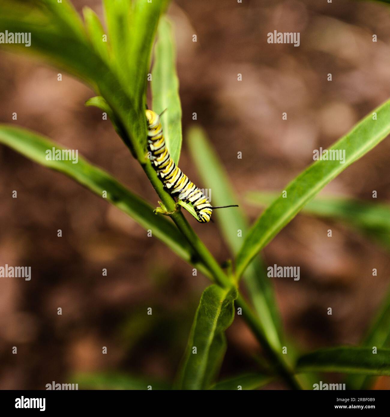 Monarch Butterfly (Danaus plexippus, Order Lepidoptera, Family ...