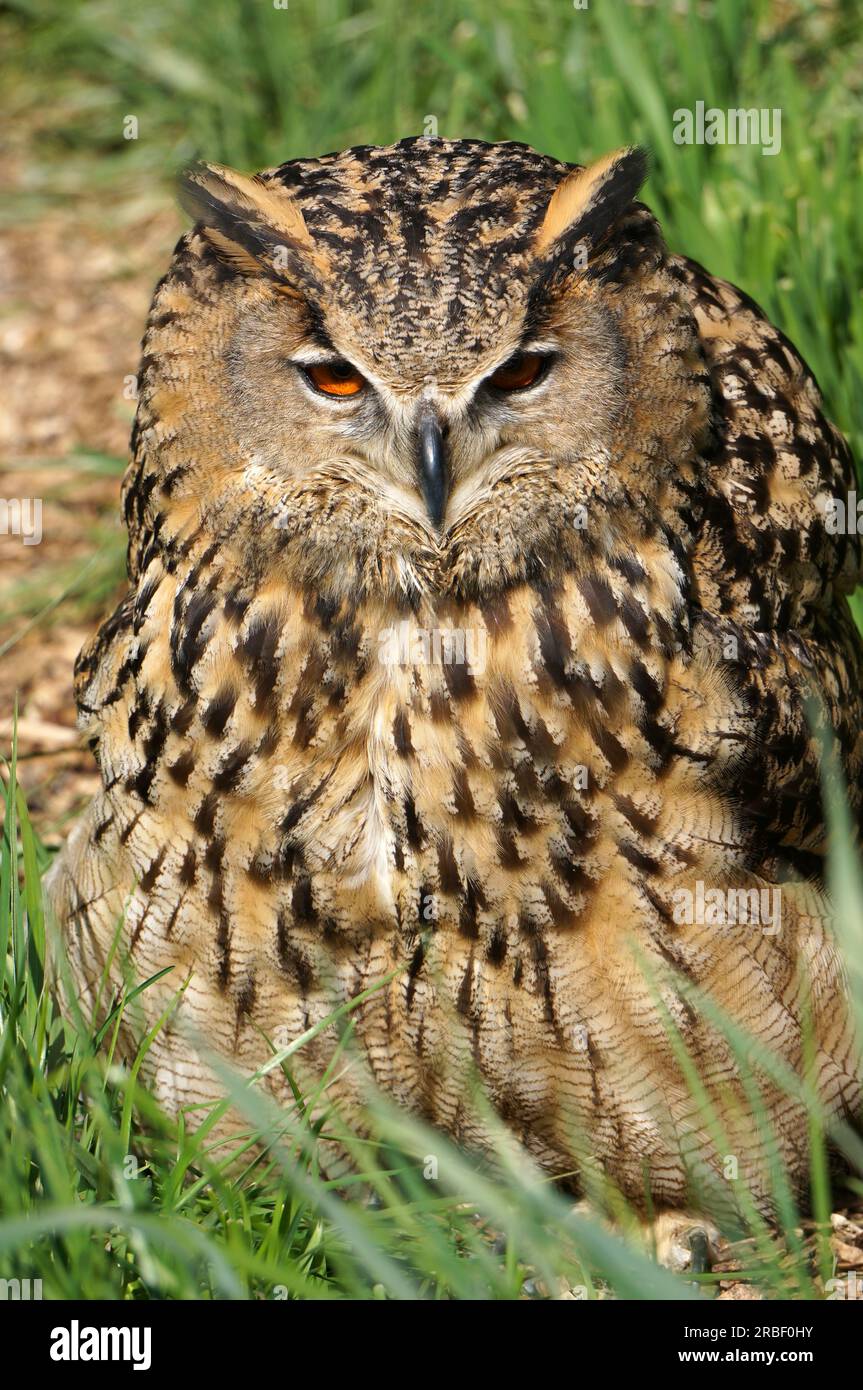 Eurasian eagle owl uhu hi-res stock photography and images - Alamy