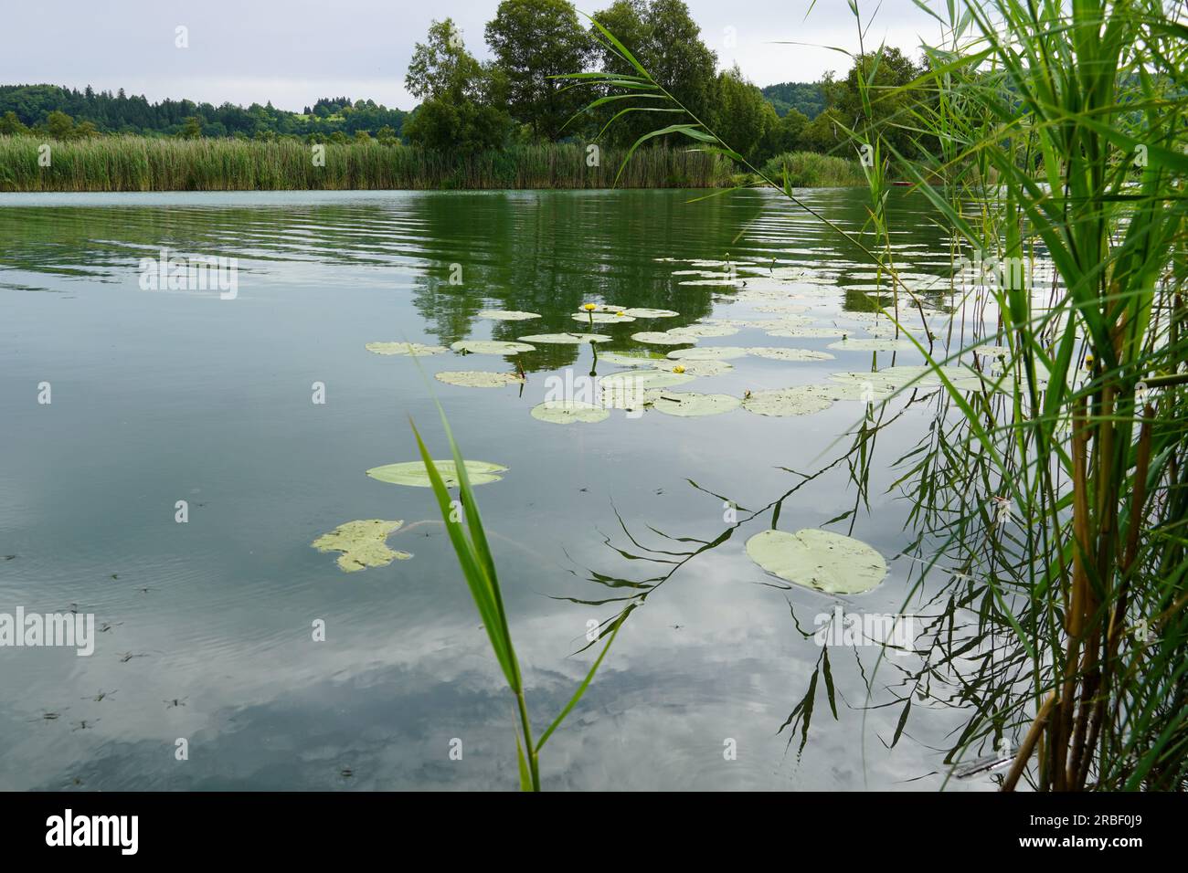 View of Ilmensee in Germany Stock Photo - Alamy