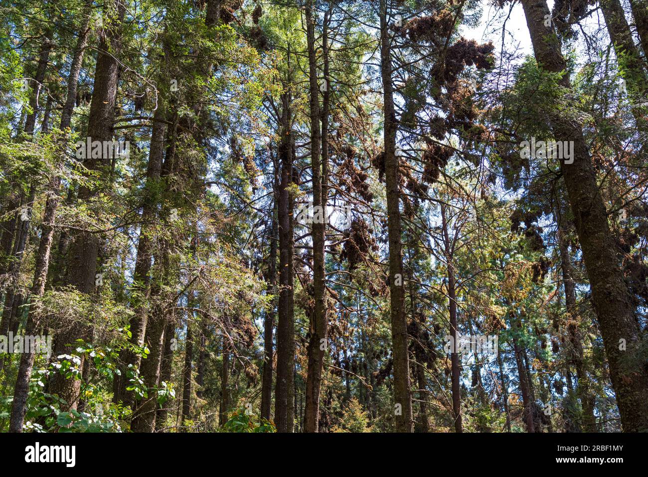 monarch butterflies on oyamel fir trees in rosario sanctuary of ...