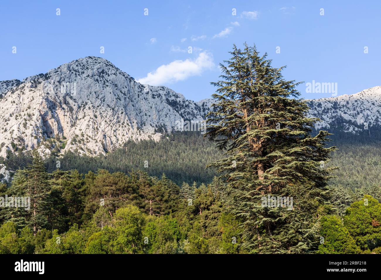 Rare and endangered Lebanese Cedar tree forest at the mountain. Antalya ...
