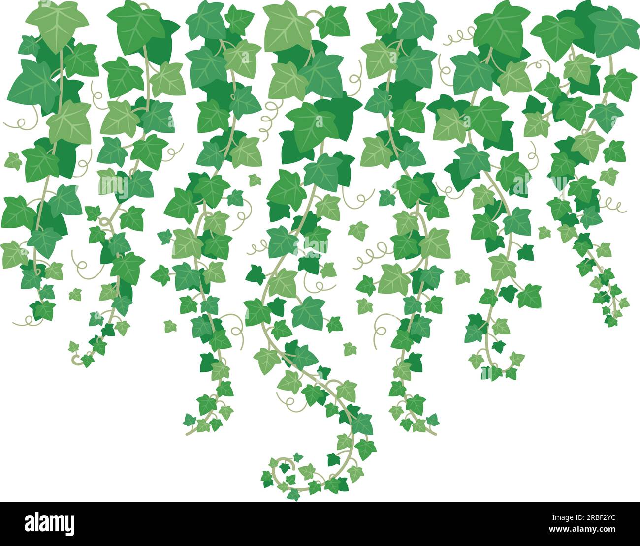 Dangling green ivy. Plants leaf hanging from above vines. Leaves ...
