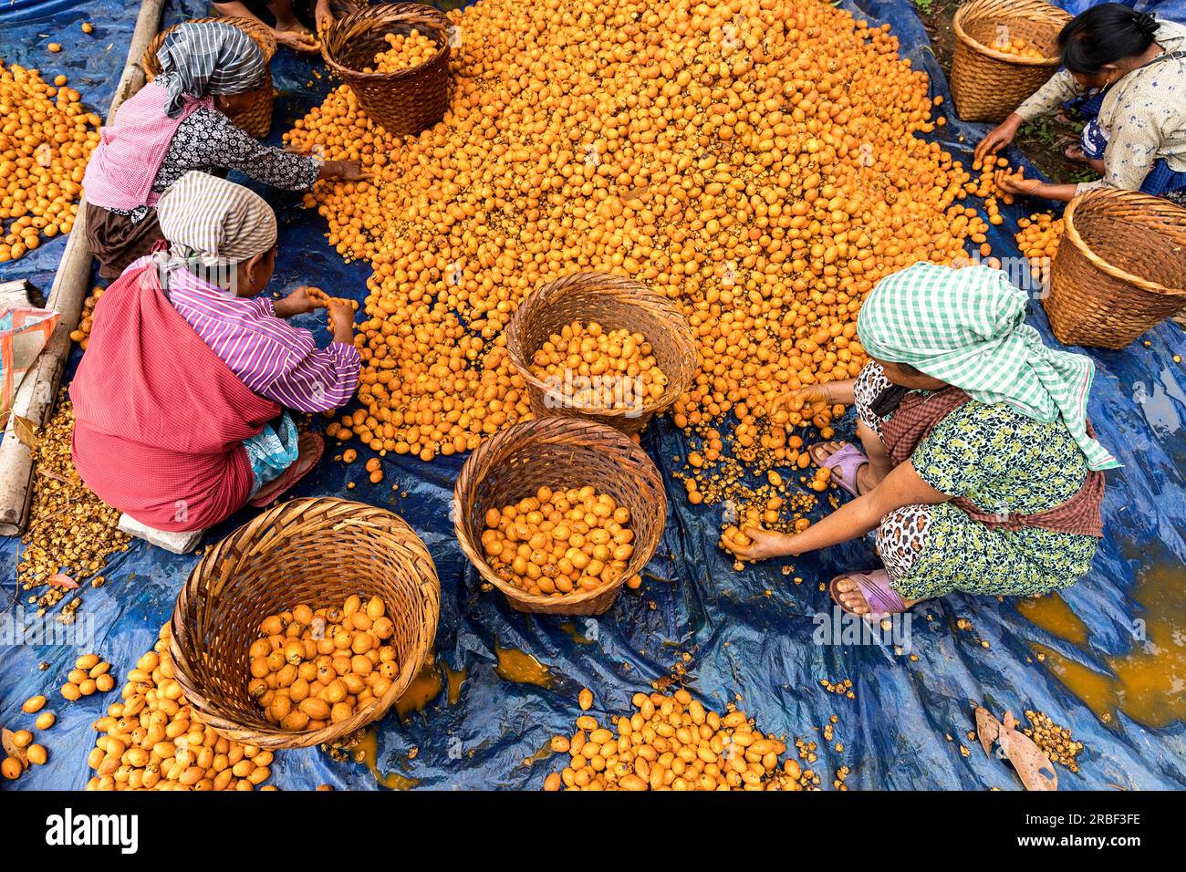 Women in traditional clothes sorting raw betel nut in wooden baskets in ...