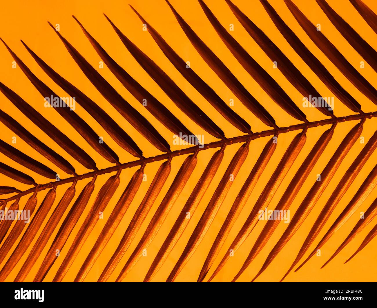 Palm branch on orange background. Tropical palm branch silhouette ...