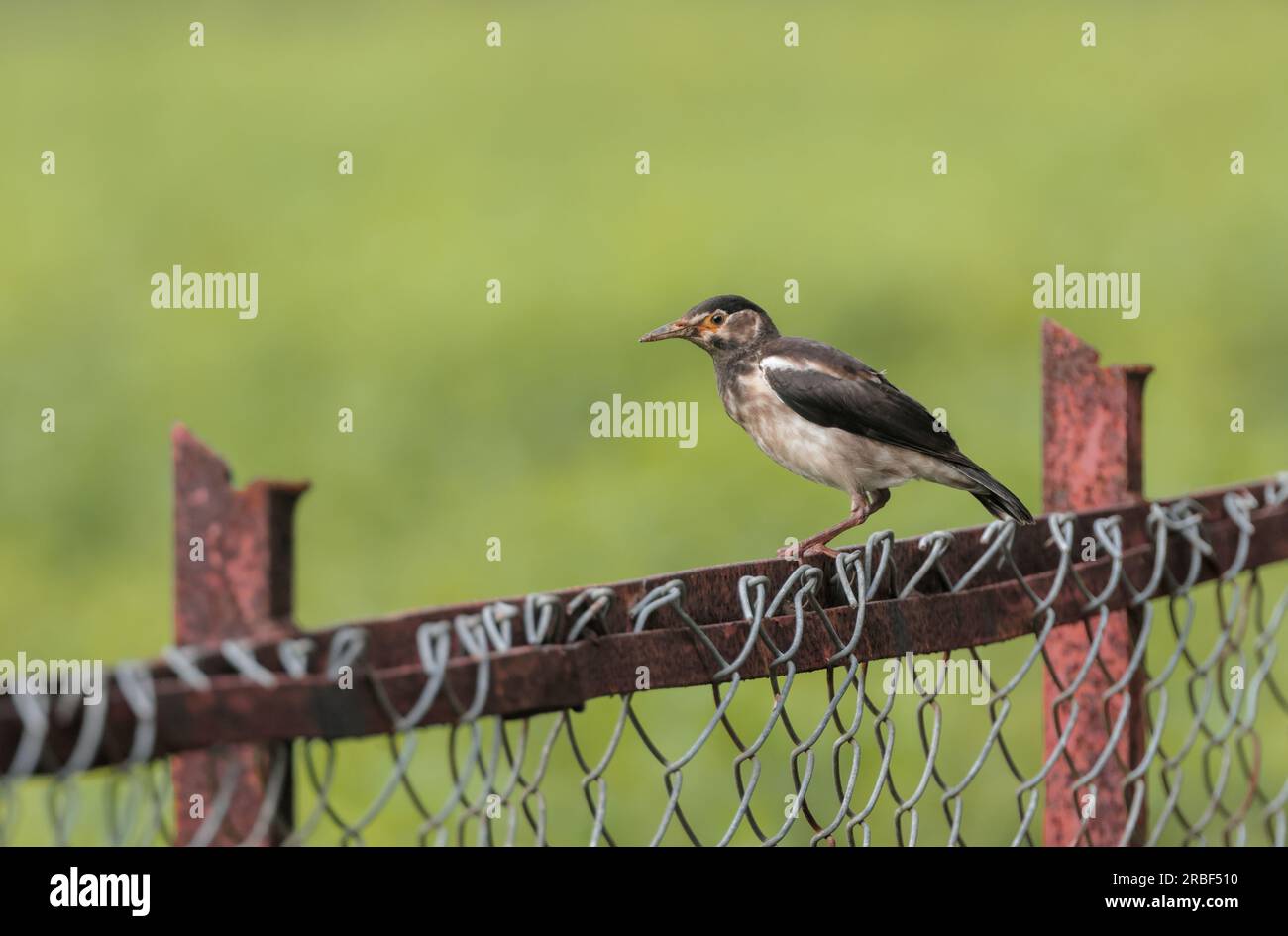 Species of starling hi-res stock photography and images - Alamy