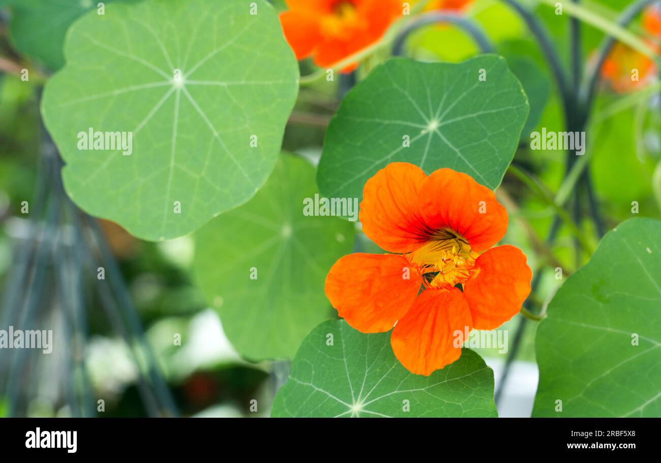 Bright Orange Nasturtium flower against vivid bright green leaves Stock ...