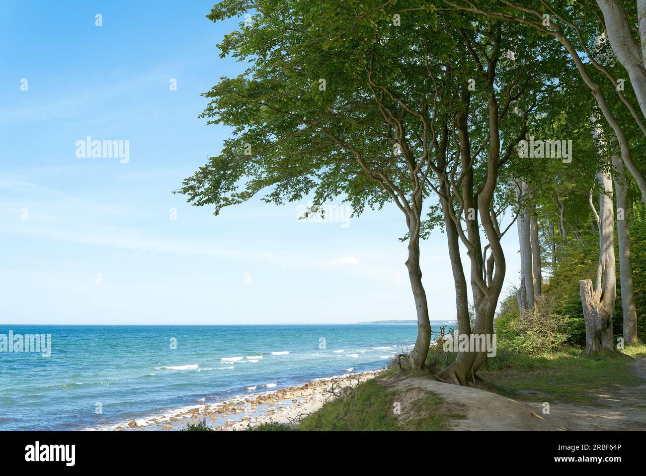 Trees on the cliffs of the Baltic Sea between Kühlungsborn and ...