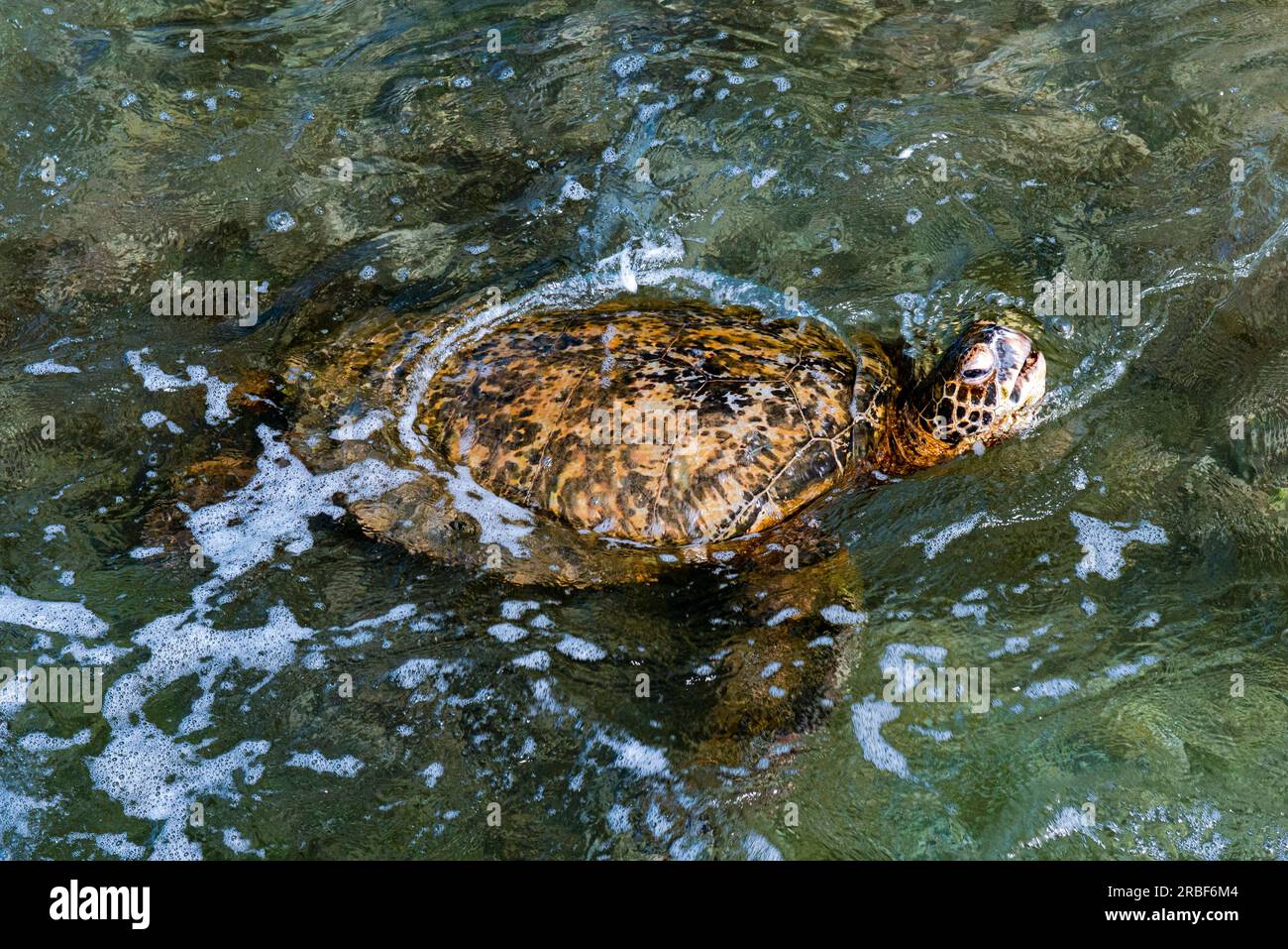 Turtle breathing hi-res stock photography and images - Alamy