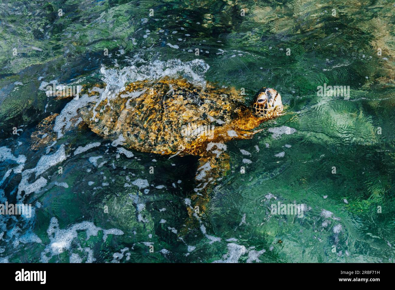 Green sea turtle called honu in Hawaii Stock Photo - Alamy
