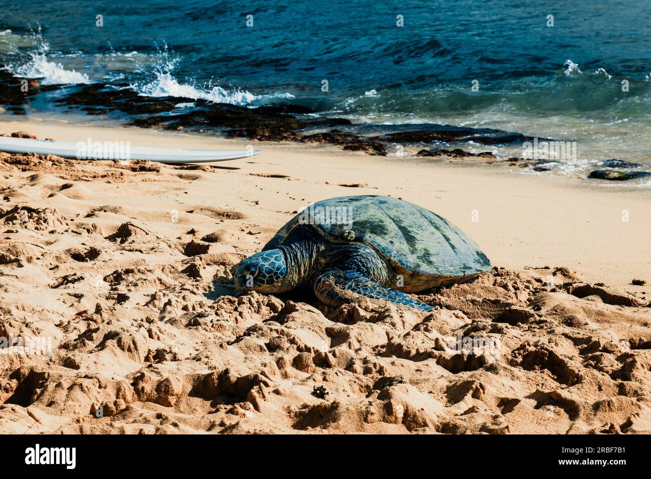 Green sea turtle laying on a hawaiian beach Stock Photo - Alamy