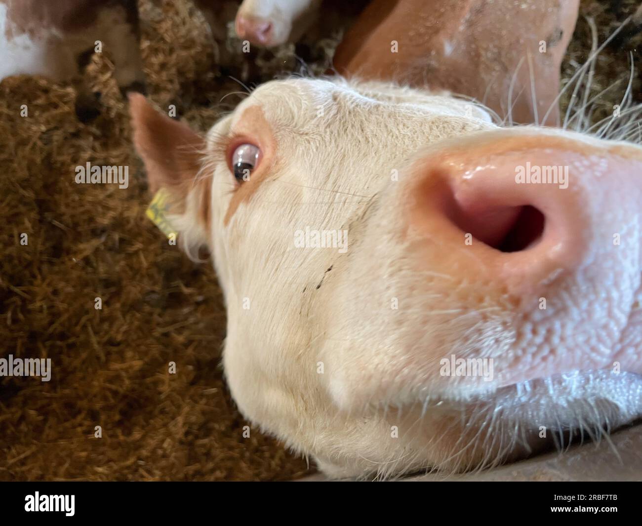 Blue tongue cow hi-res stock photography and images - Alamy