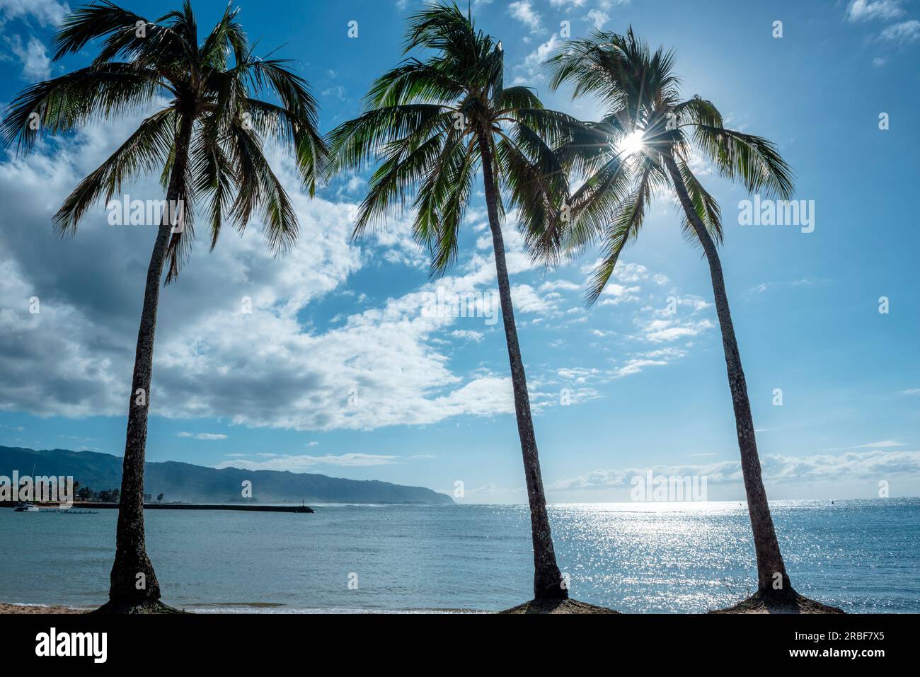 Three palm trees on the hawaiian shore Stock Photo - Alamy