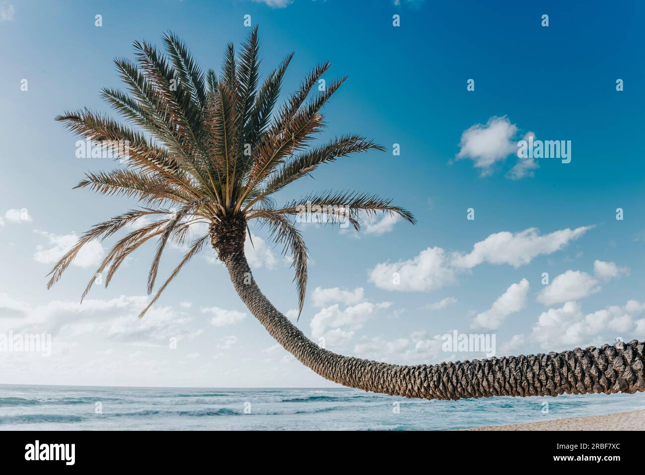 Leaning palm tree facing the pacific ocean Stock Photo - Alamy
