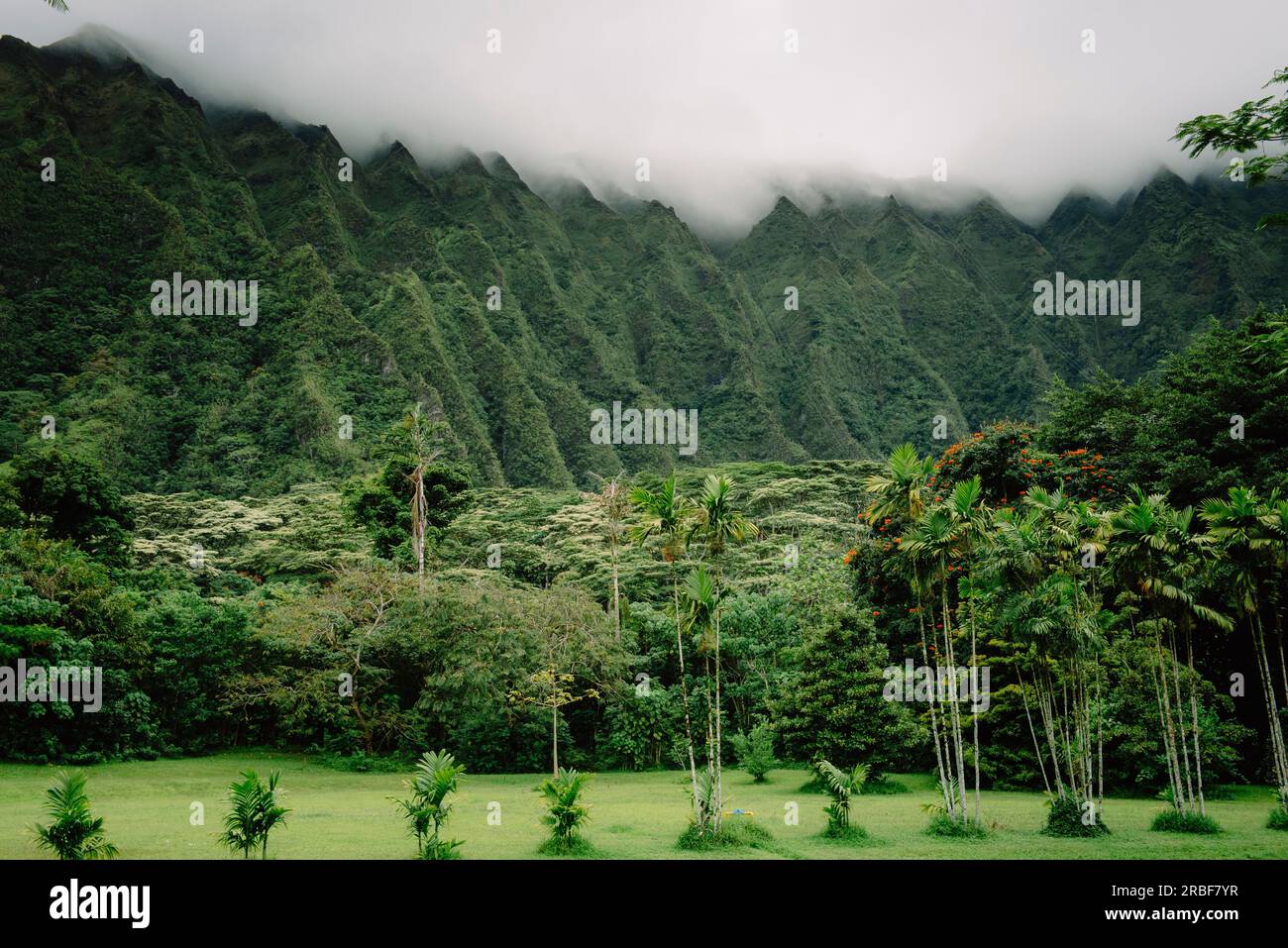 Hawaiian mountain covered in jungle vegetation at hoomaluhia botanical ...
