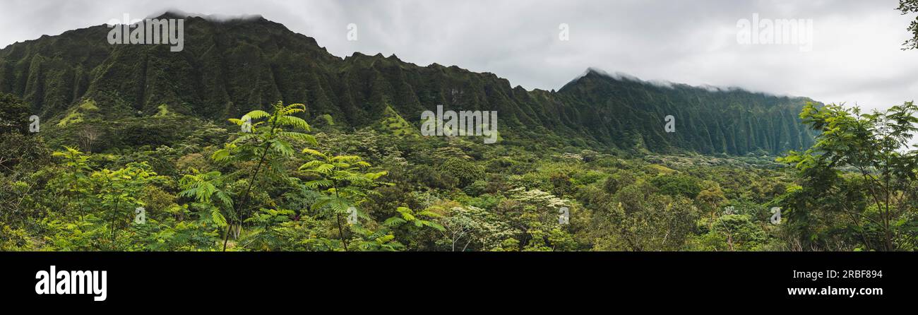 Hawaii tropical fog forest hi-res stock photography and images - Alamy