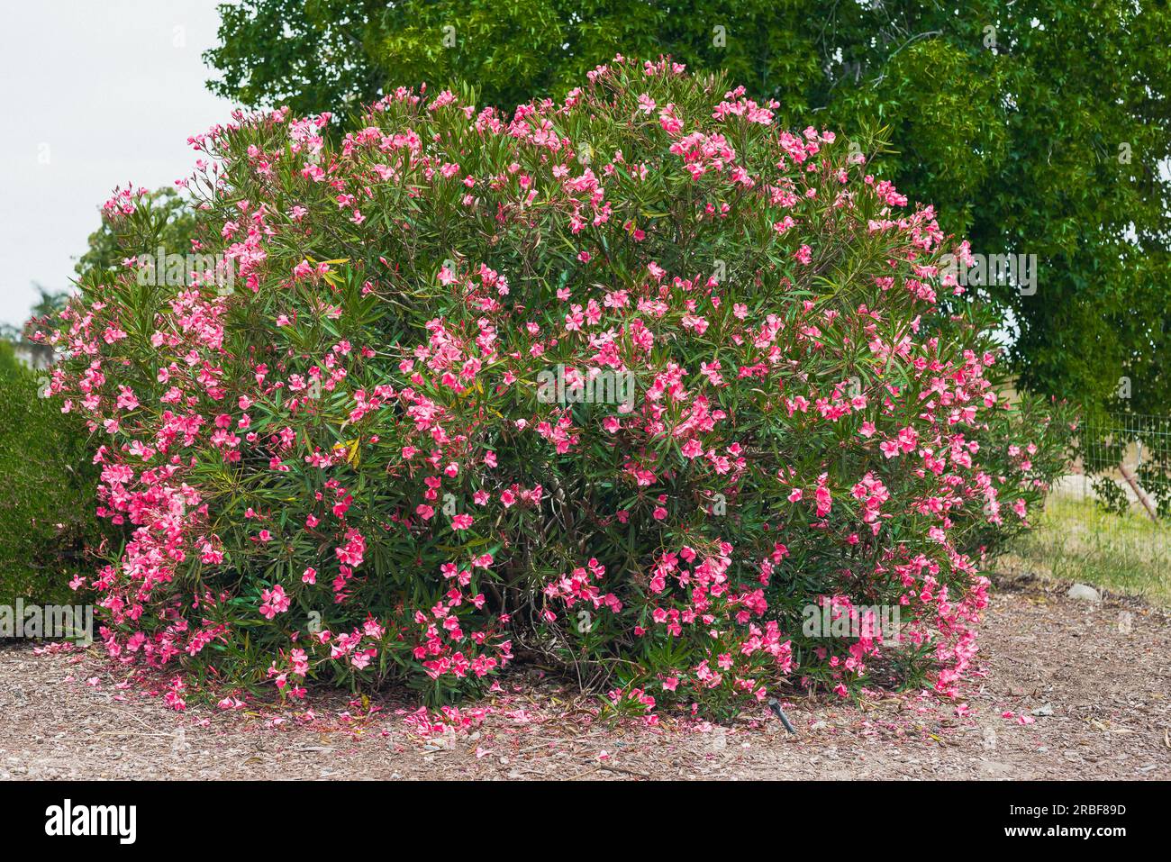 Oleander (Nerium oleander) in full bloom. Beautiful ornamental plant ...