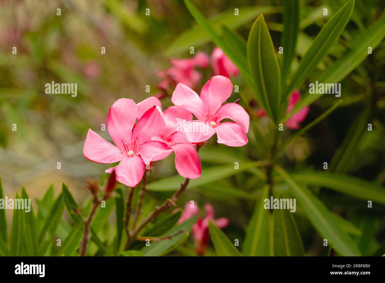 Oleander (Nerium oleander) in full bloom. Beautiful ornamental plant ...