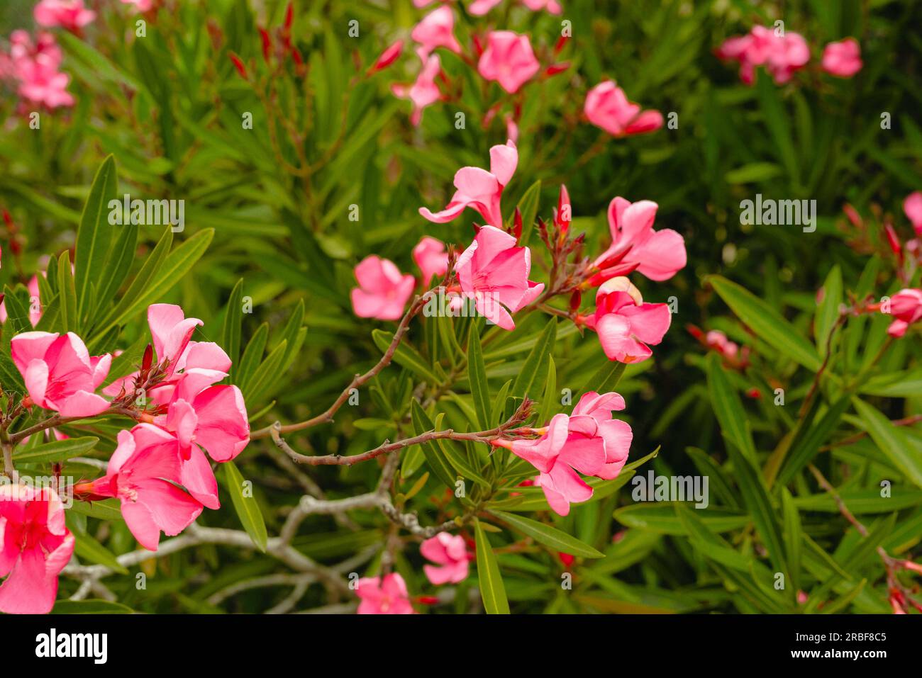 Oleander (Nerium oleander) in full bloom. Beautiful ornamental plant ...